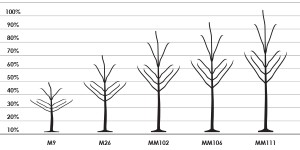 Apple Rootstock – Tangara Nursery