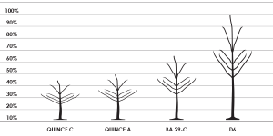 Pear Rootstock – Tangara Nursery