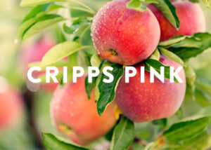 Cripps Pink – Tangara Nursery